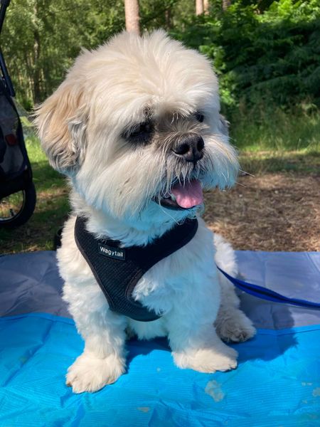 Diet for Calcium Oxalate Stones in Dogs | Updated 2025