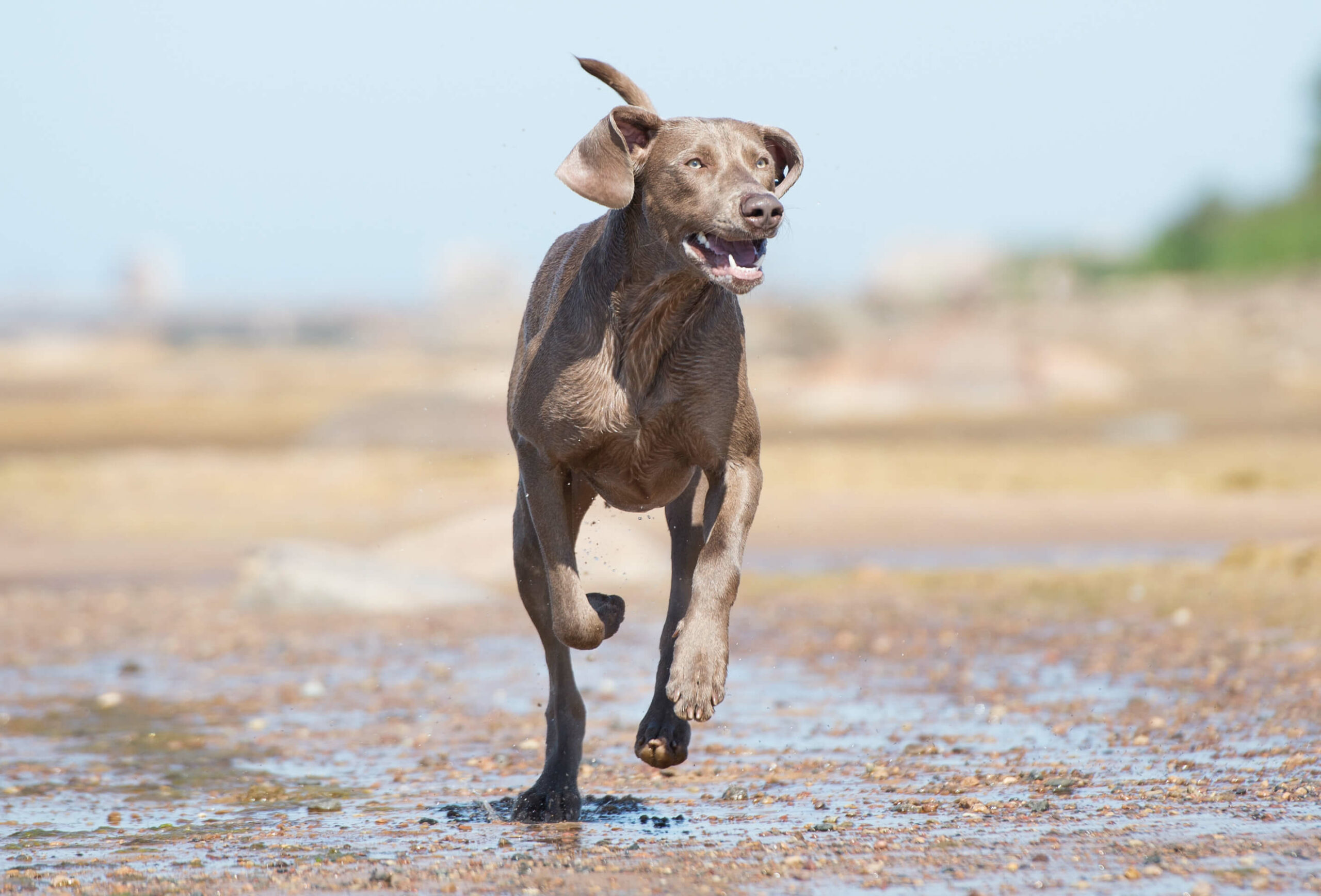 Diet for dogs with IBD | Updated 2026